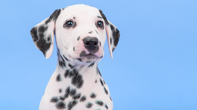 How to teach a puppy to sit