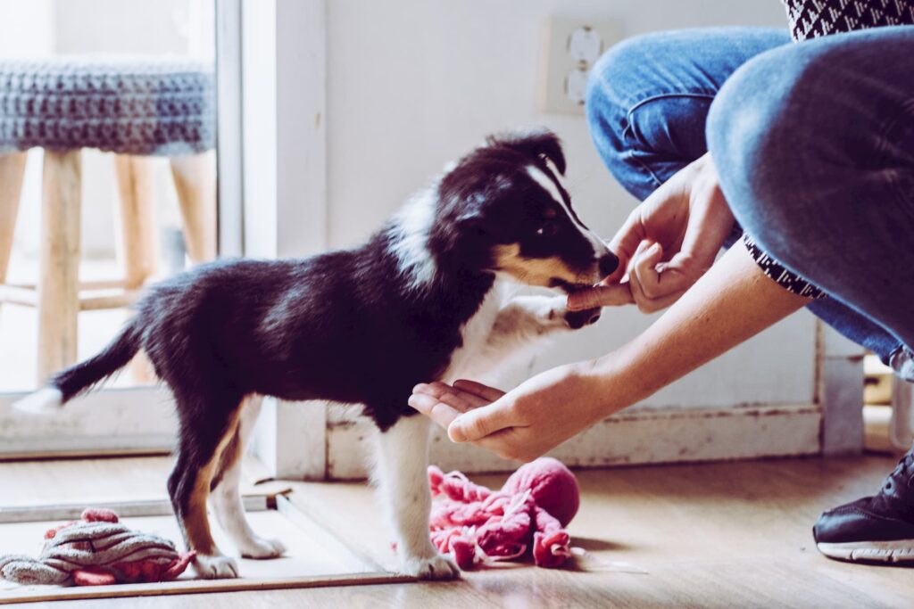 How to start training a puppy: a complete guide