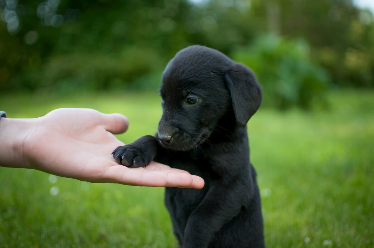 How to start training a puppy: a complete guide