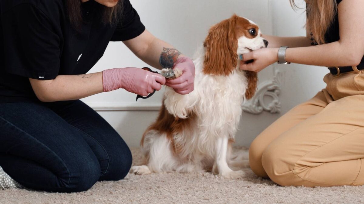 How to Train Your Dog to Accept Handling