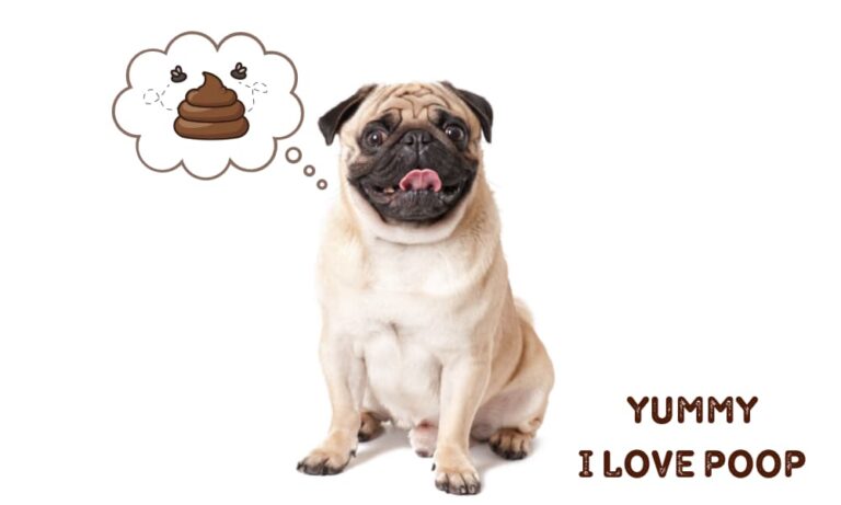 Why Dogs Eat Poop and How to Stop It?