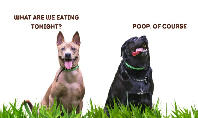 Why Dogs Eat Poop and How to Stop It?